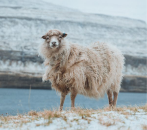 RWS - Responsible Wool Standard - Control Union Global