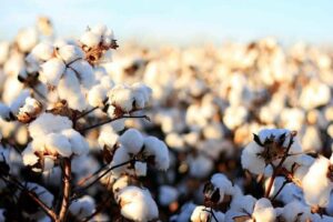 GOTS - Global Organic Textile Standard - Control Union Global