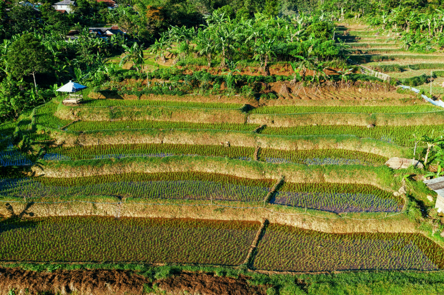 RSPO - Roundtable on Sustainable Palm Oil - Control Union Global