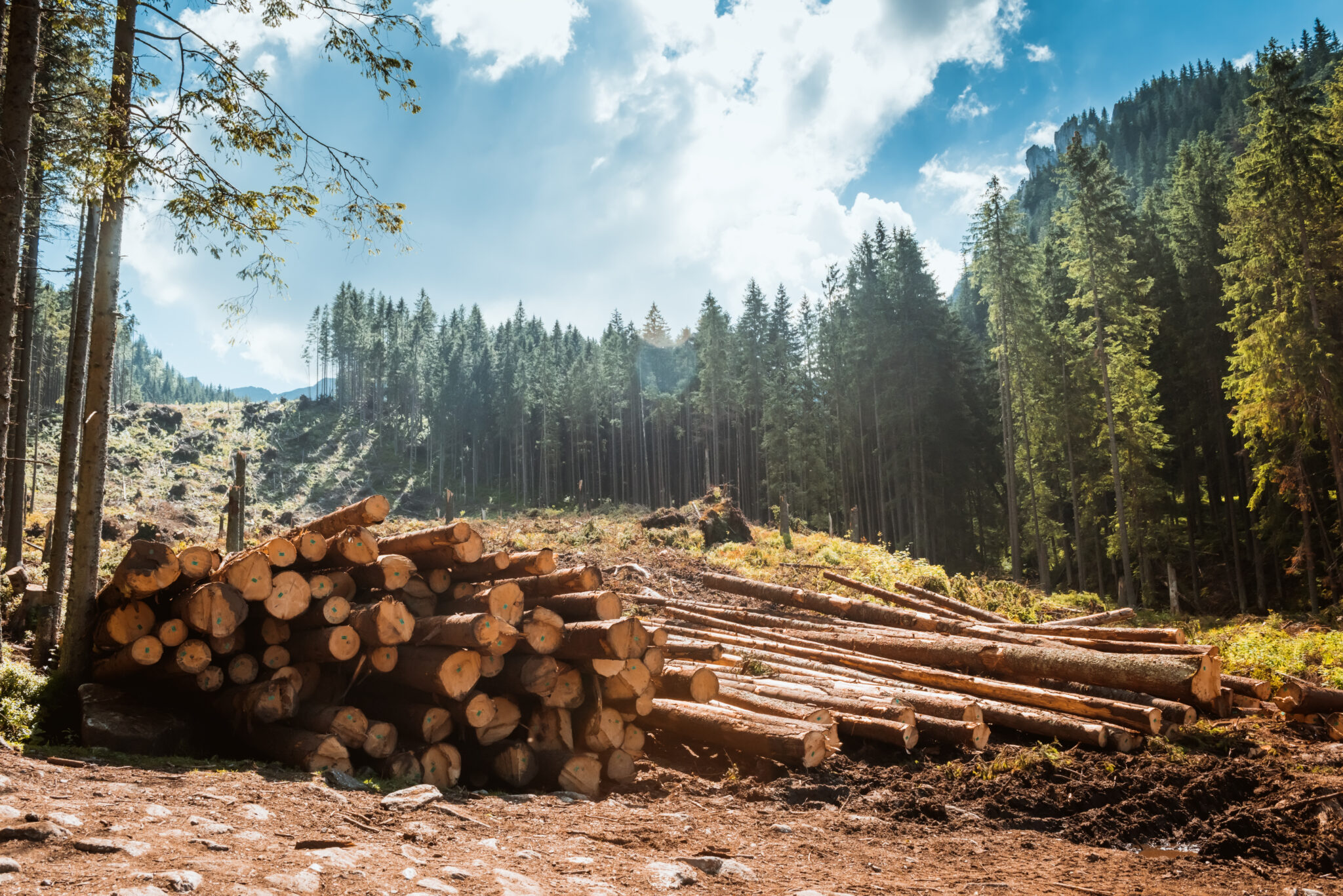 EU Timber Regulation - Control Union Global