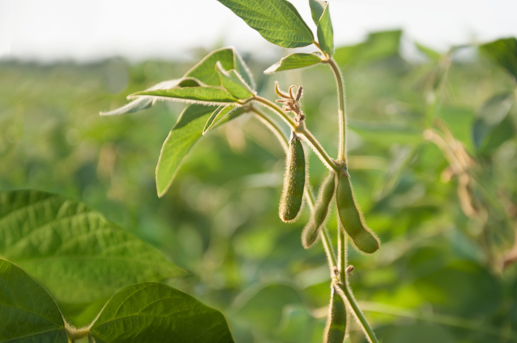 RTRS - Round Table on Responsible Soy - Control Union Global