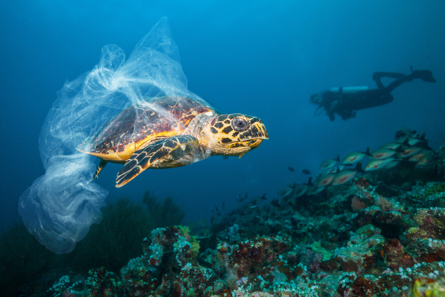 Plastic Free Certification - Control Union Global