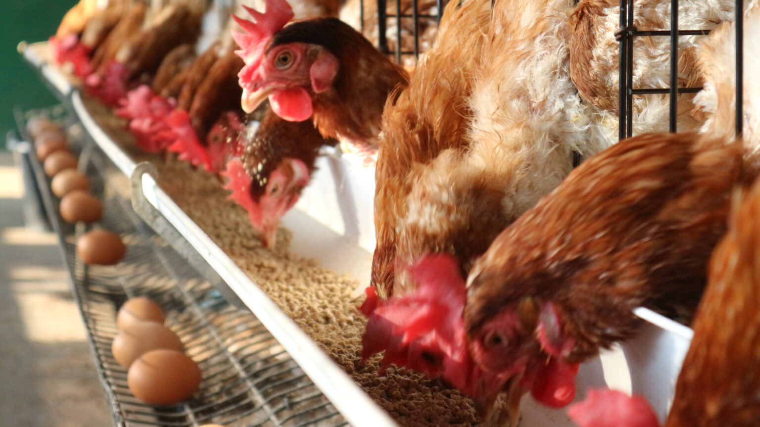 GMP+/FSA and GMP+/FRA certification - Control Union Global