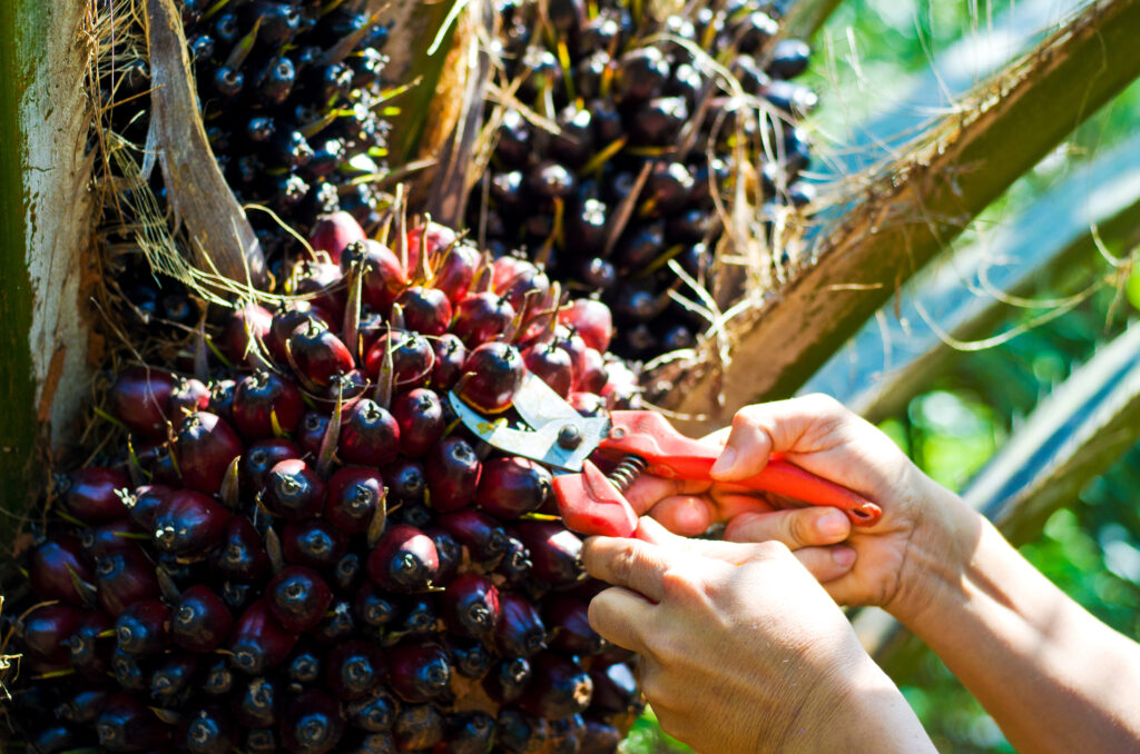MSPO - Malaysia Sustainable Palm Oil - Control Union Global