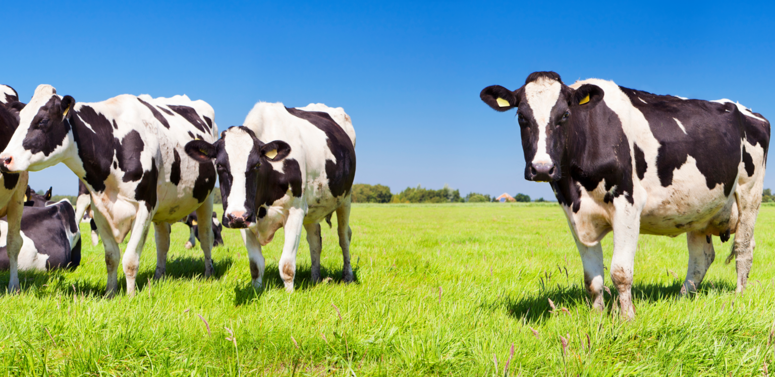 GMP+/FSA and GMP+/FRA certification - Control Union Global