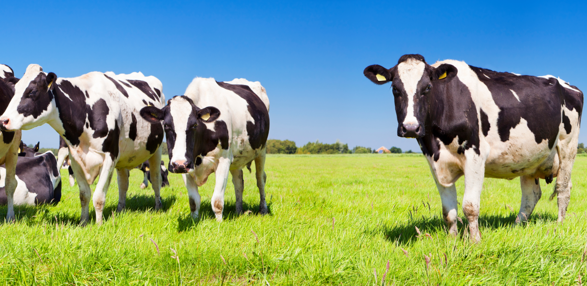 Commodity inspections - Control Union Global