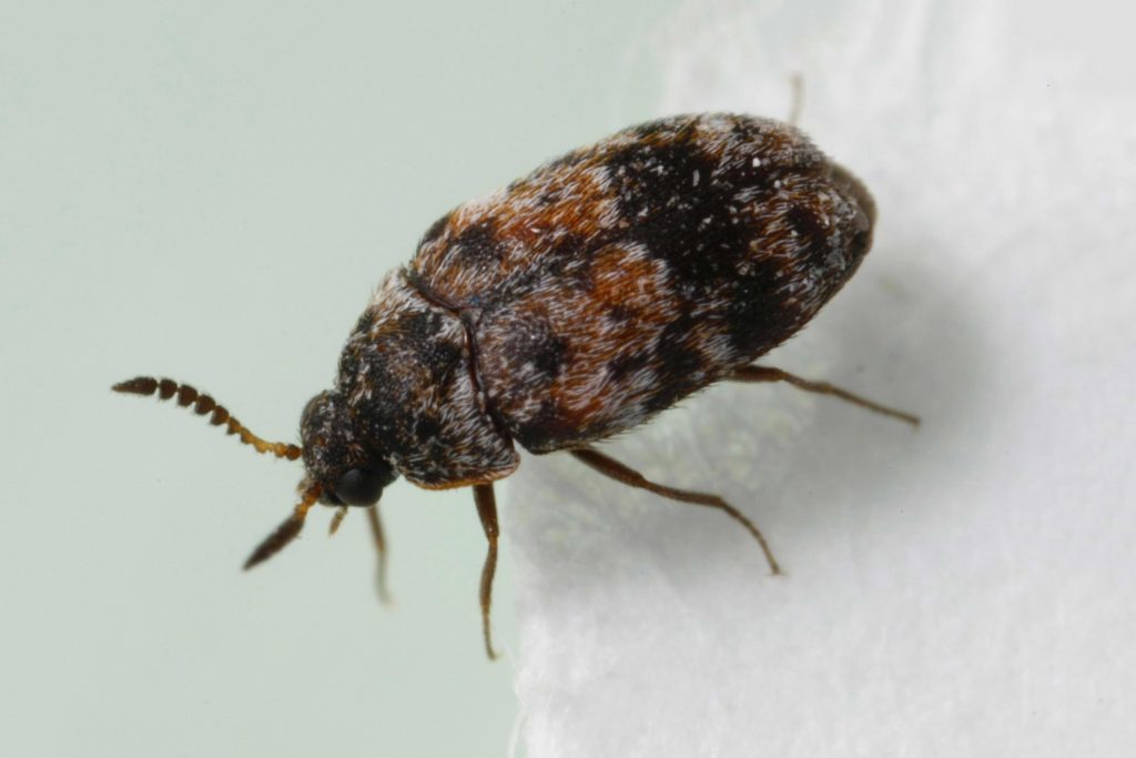 Warehouse Beetle (Trogoderma Variabile) - Control Union