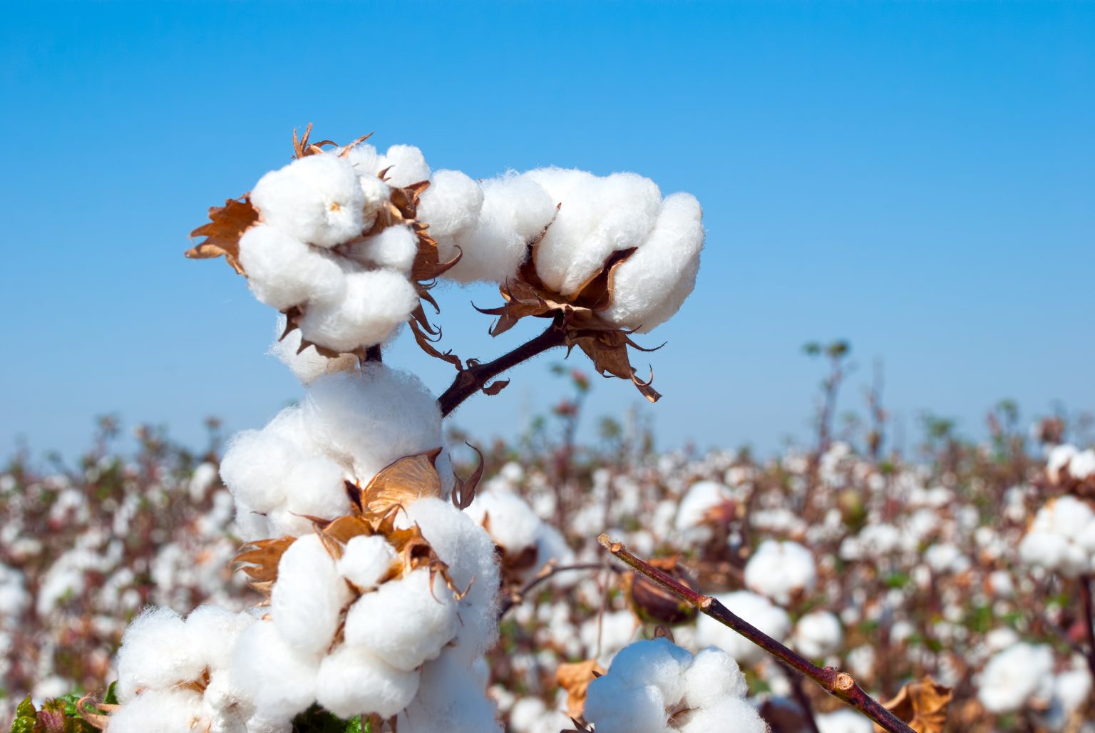BCI - Better Cotton Chain of Custody Monitoring and Assessment