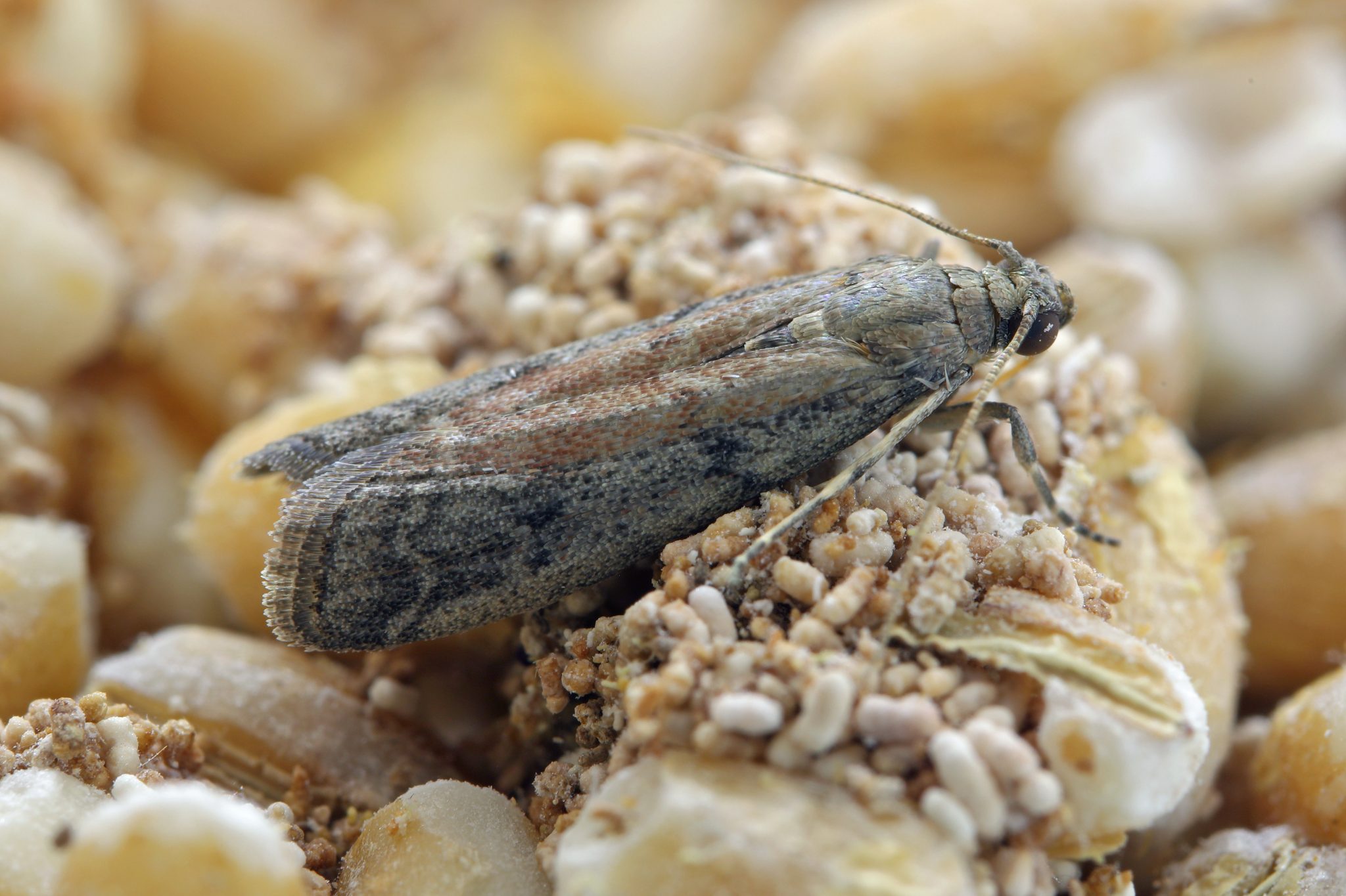 Tobacco Moth (Ephestia Elutella) - Pest Management