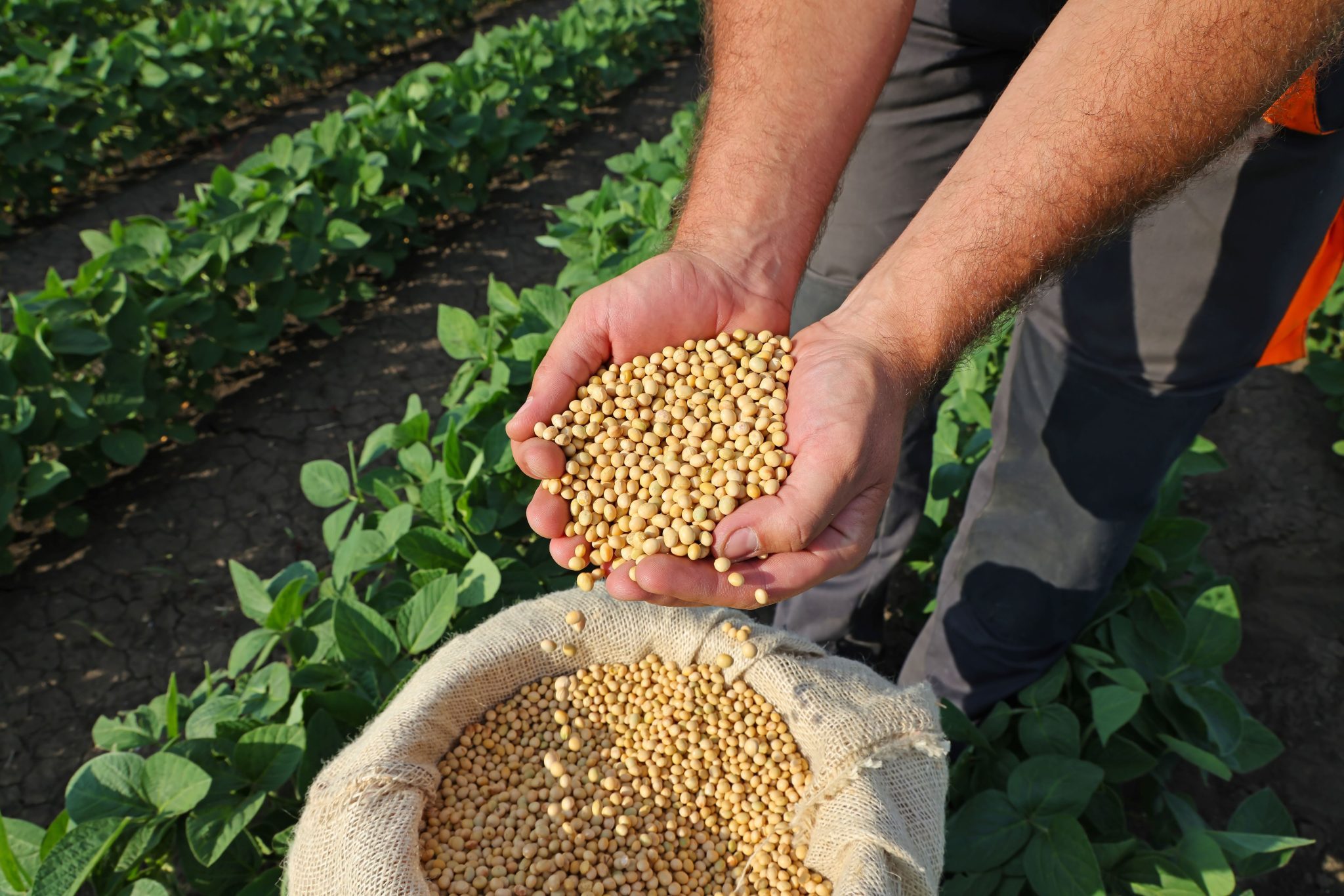The Changing Incentives of Soy Certification - Control Union Global