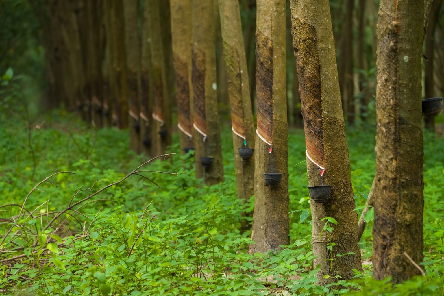 Sustainable Rubber Races onto the World Stage