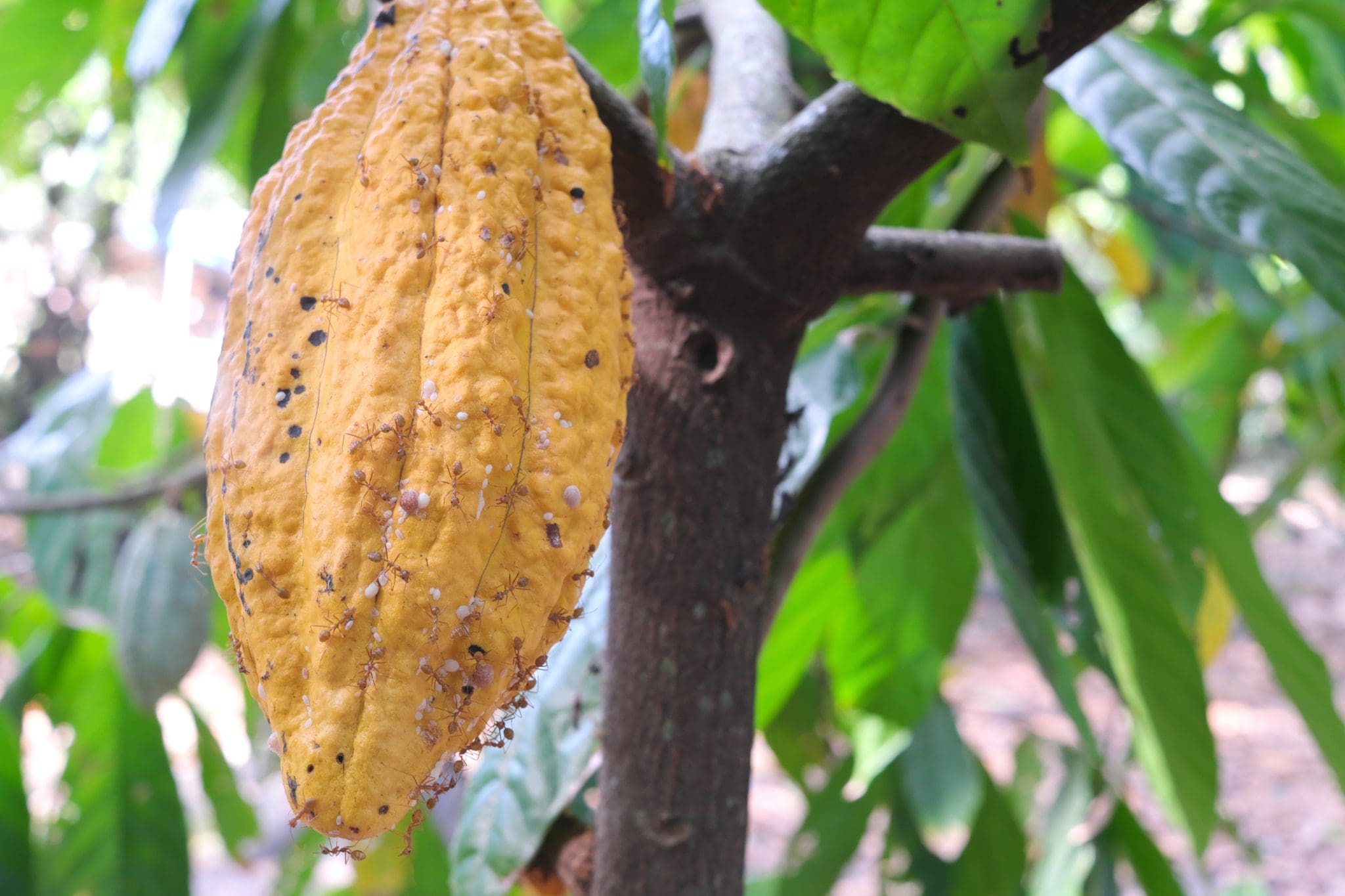 Cocoa Pest Management - Control Union Global